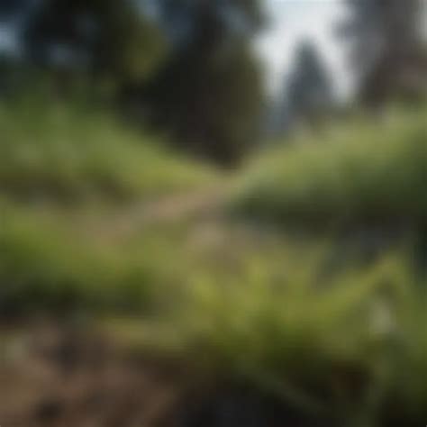 Exploring Common Weeds In Grass Areas