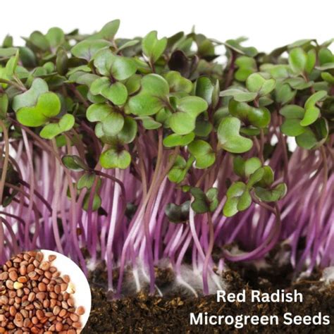 Buy Red Radish Seeds For Microgreens Online