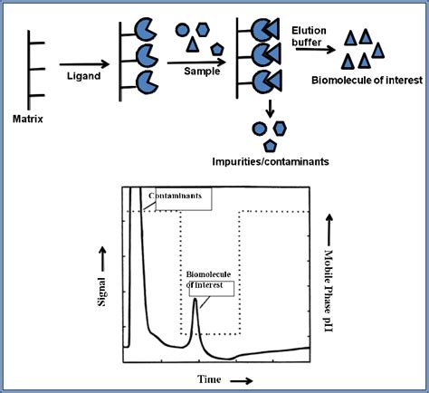 Affinity Chromatography Ligand