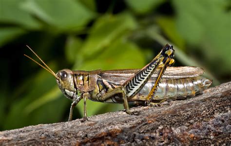 Grasshopper Infestation Taking Over Tooele County