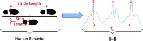 Gait Acceleration Pattern The Human Behavior Vs The Acceleration