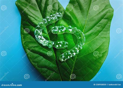 Invisible Plastic Braces Three Pieces Lie On A Green Succulent Leaf