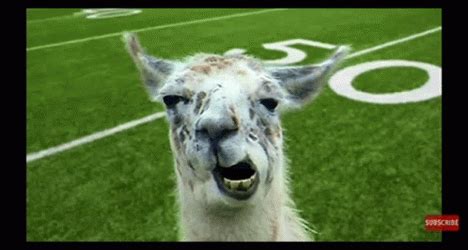Crazy Talking Llama 