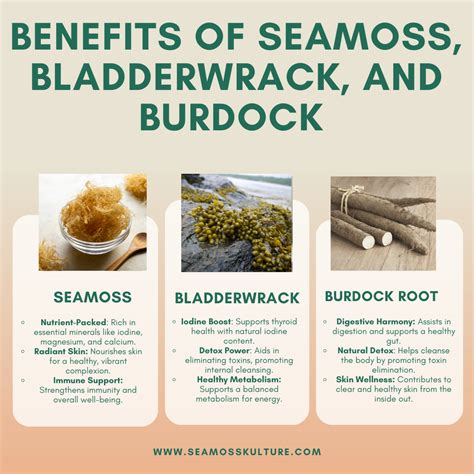 Discover The Power Of Seamoss Bladderwrack And Burdock Root
