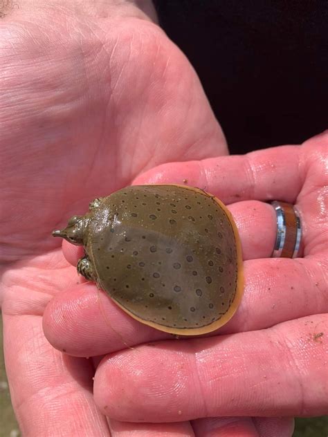 First Snapper Turtle40 Pounds Which I Caught On A Slim Jim Rfishing First Snapper Turtle40 Pounds Which I Caught On A Slim Jim Rfishing