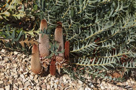 Groundcover Banksia Banksia Blechnifolia Native Plant Project