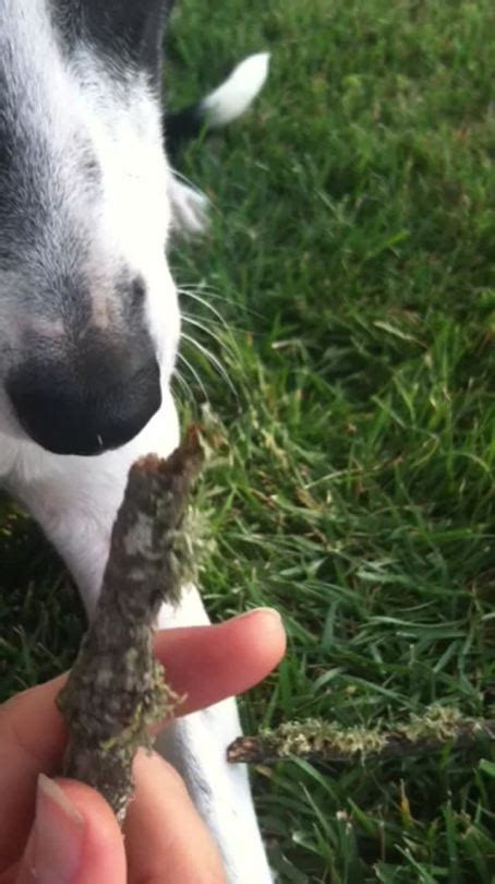 I Just Want Your Stick Tumbex