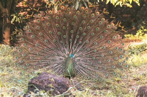 Premium Photo Peacock Spreads Its Tail And Dances The Peacock Spreads