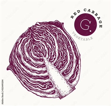 Hand Drawn Sketch Style Red Cabbage Organic Fresh Food Vector Illustration Isolated On White
