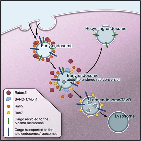 Signaling Endosomes At Bailey Walters Blog