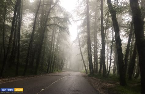 جنگل دالخانی رامسر؛ لوکیشن، عکس، جاذبه‌‌های نزدیک آن بلاگ ایران هتل آنلاین