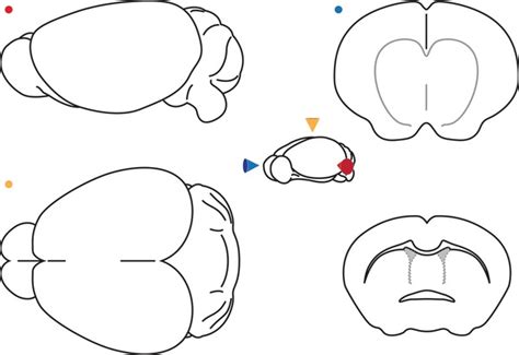 1 861 Brain Mouse Stock Vectors And Vector Art Shutterstock