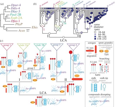 Phylogeny Correction And Ancestral State Reconstruction A