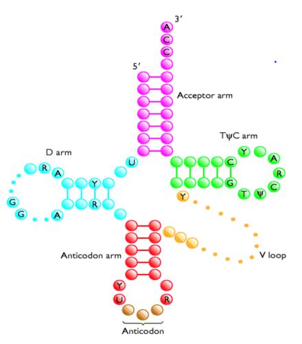 Trna Flashcards Quizlet