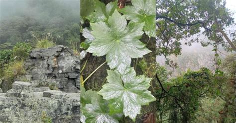 Hay Siete Tipos De Bosques Con Opción De Acampar En Dos Municipios De Cundinamarca Este Es El
