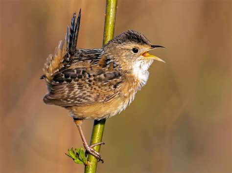 Sedge Wren Ebird