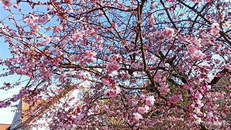 Spring Pink Tree Free Photo On Pixabay Pixabay