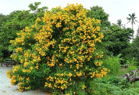 Yellow Bells Plant Guzmans Garden Centers