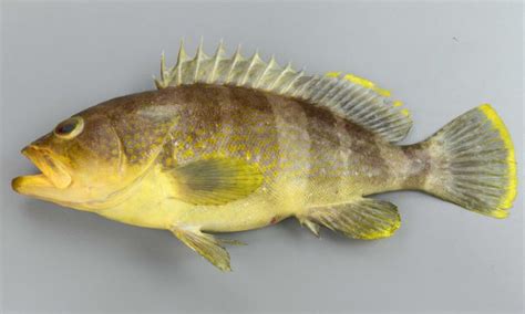 Epinephelus Awoara Yellow Grouper Banded Grouper 青石斑魚 アオハタ 魚 魚類