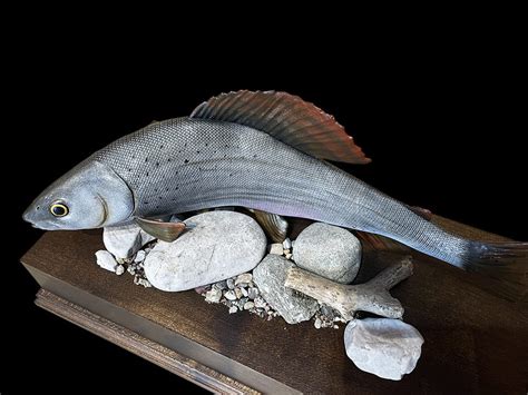 Grayling Crecy Models