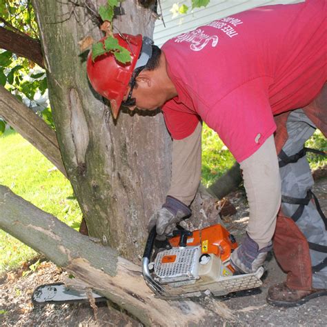 Emergency Tree Services Alsip And Chicago Il Smittys Tree Service Inc