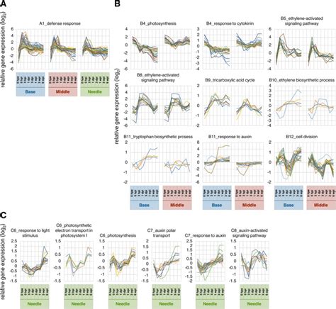 Transcriptome Dynamics Of Rooting Zone And Aboveground Parts Of