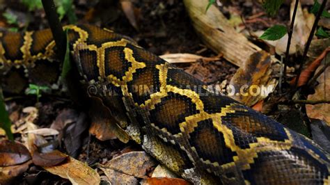 Python Bivittatus Burmese Python