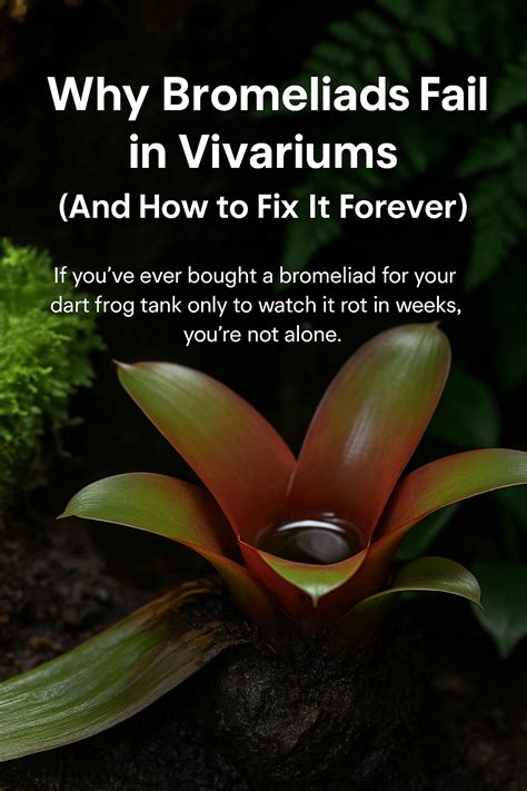 Why Bromeliads Fail In Vivariums And How To Fix It Forever Frogfather