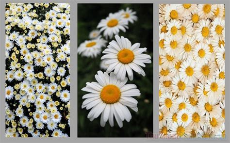 Hình hoa cúc đẹp mê hồn Bộ sưu tập hình ảnh đầy gợi cảm Mekonggroup net