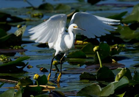 Sarasotas Celery Fields Birding Paradise Surrounded By Development