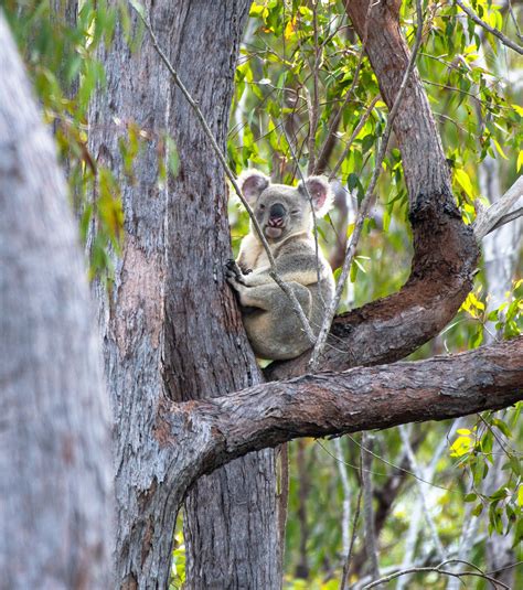 Media Release Apple Just Walked Away Upper Burdekin Wind Farm We Urge Twiggy To Do The Same