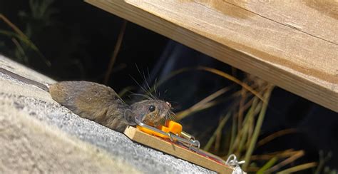 Killed A Mouse Rartpics