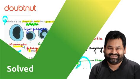 Which Are The Phagocytic Cells From Given Diagram