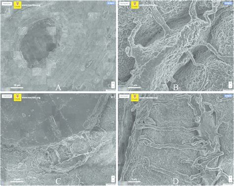 Screen Captures From The Reconstructed Dataset Following Stitching
