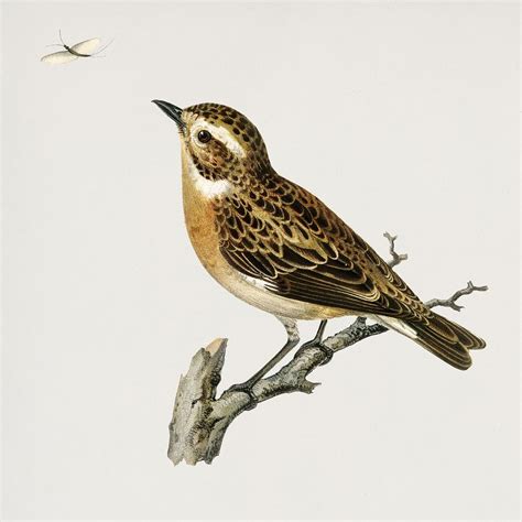 Whinchat Pratincola Rubetra Illustrated Von Premium Psd Rawpixel