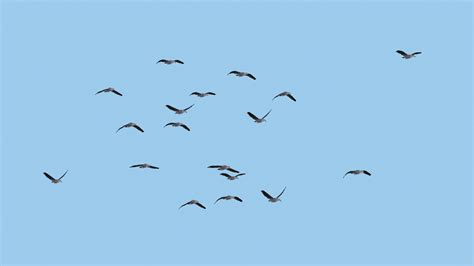Realistic Animated Flying Bird Flock By Frender 3docean