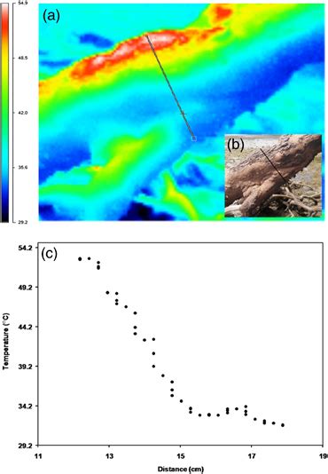 Thermal A And Digital B Pictures Of The Rhizophora Sp Root Shown Download Scientific
