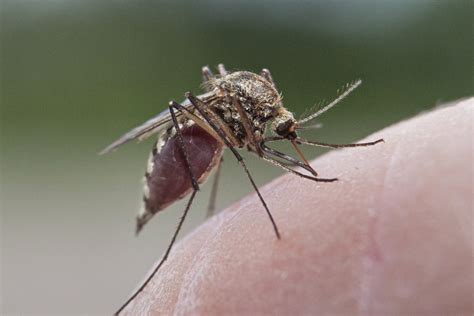 Eestis Kinnitati Inimestel Uus Sääskede Levitatav Haigus Kas On Põhjust Muretseda Maaleht