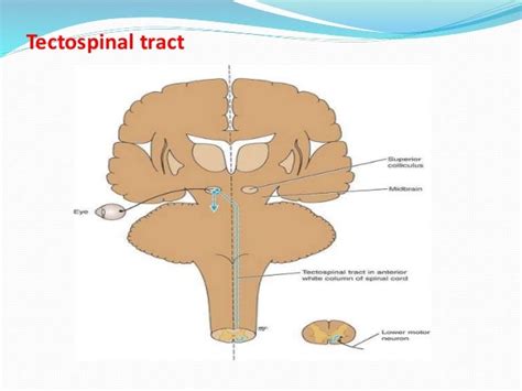 Anatomyphysiology Of Spinal Cord 7csf
