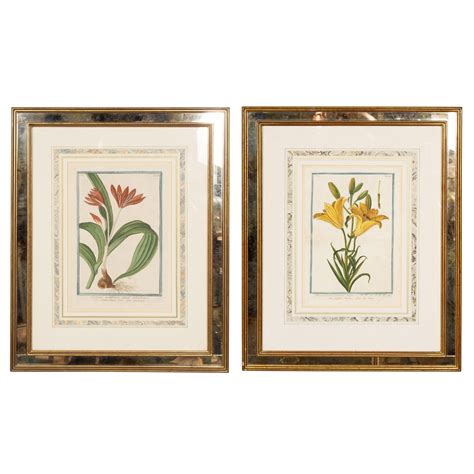 Johann Wilhelm Weinmann Framed Pair Of Botanical Prints David Neligan Antiques