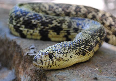 Louisiana Pine Snake Facts And Pictures