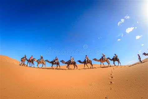 People Riding Camel In The Sahara Desert Morocco Editorial Image