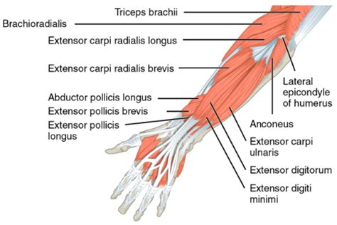 Demystifying The Hand Exam — Nuem Blog