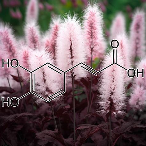 Caffeic Acid Interstellar Blends Activate Your Super Powers