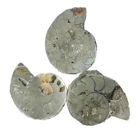Pyritized Ammonite Slices Pair Fossil