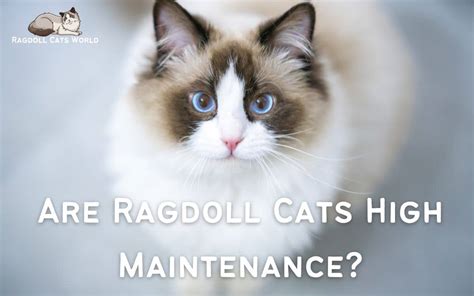 Are Ragdolls High Maintenance