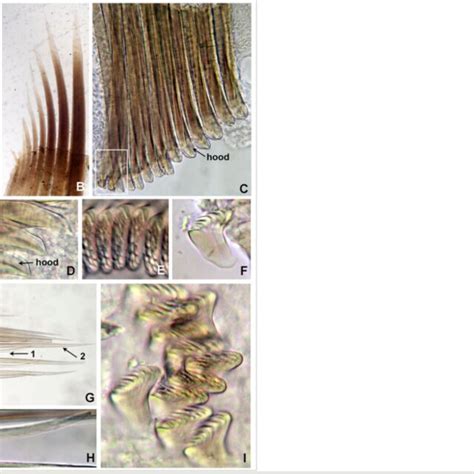 Chaetae And Uncini Of Pectinaria Santii Sp N Paratype 11 Icml Emu Download Scientific