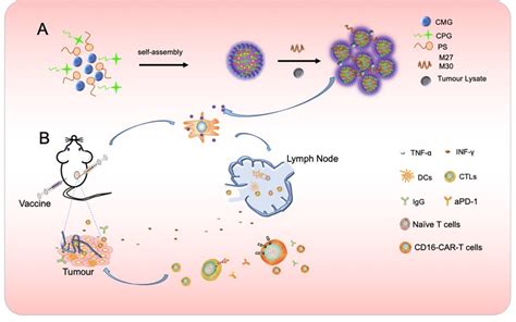 Formation Of Cnps Nanoparticles And Synergistic Anti Tumor Download Scientific Diagram