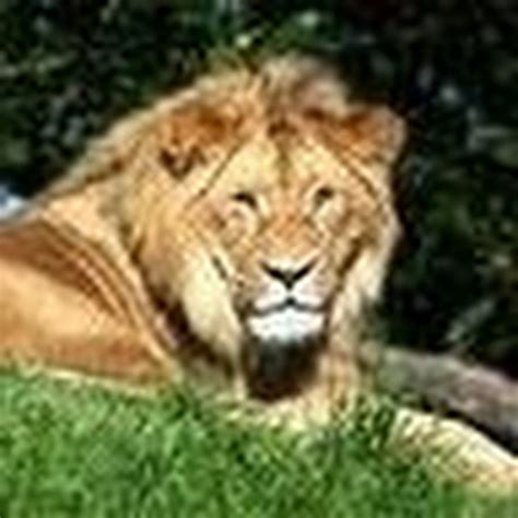 Dwayne Parchment Youtube