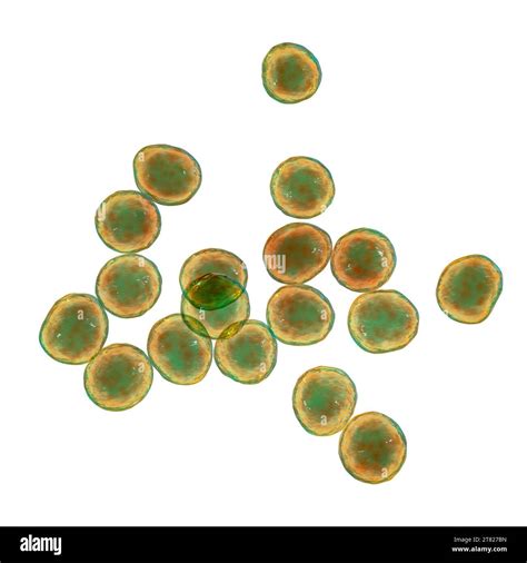 Gram Positive Staphylococcus Epidermidis Cut Out Stock Images